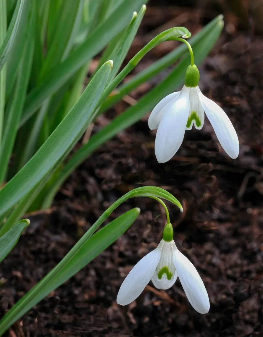 Snowdrops at Welford Park | Welford Park