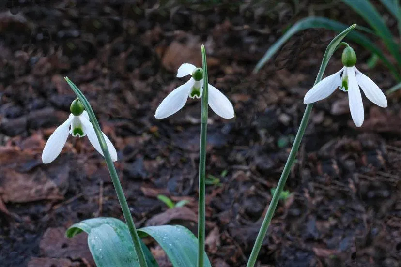 Snowdrops at Welford Park | Welford Park